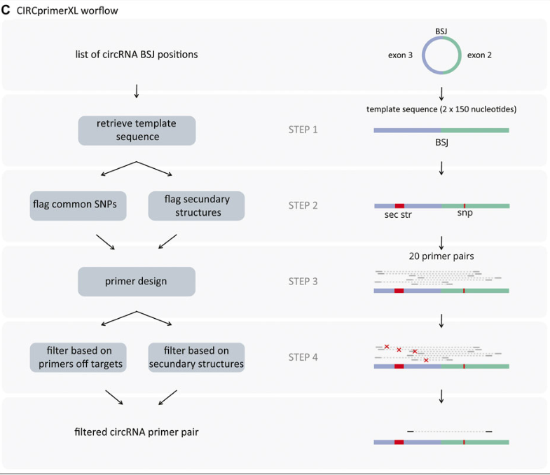 CIRCprimerXL | OncoRNALab