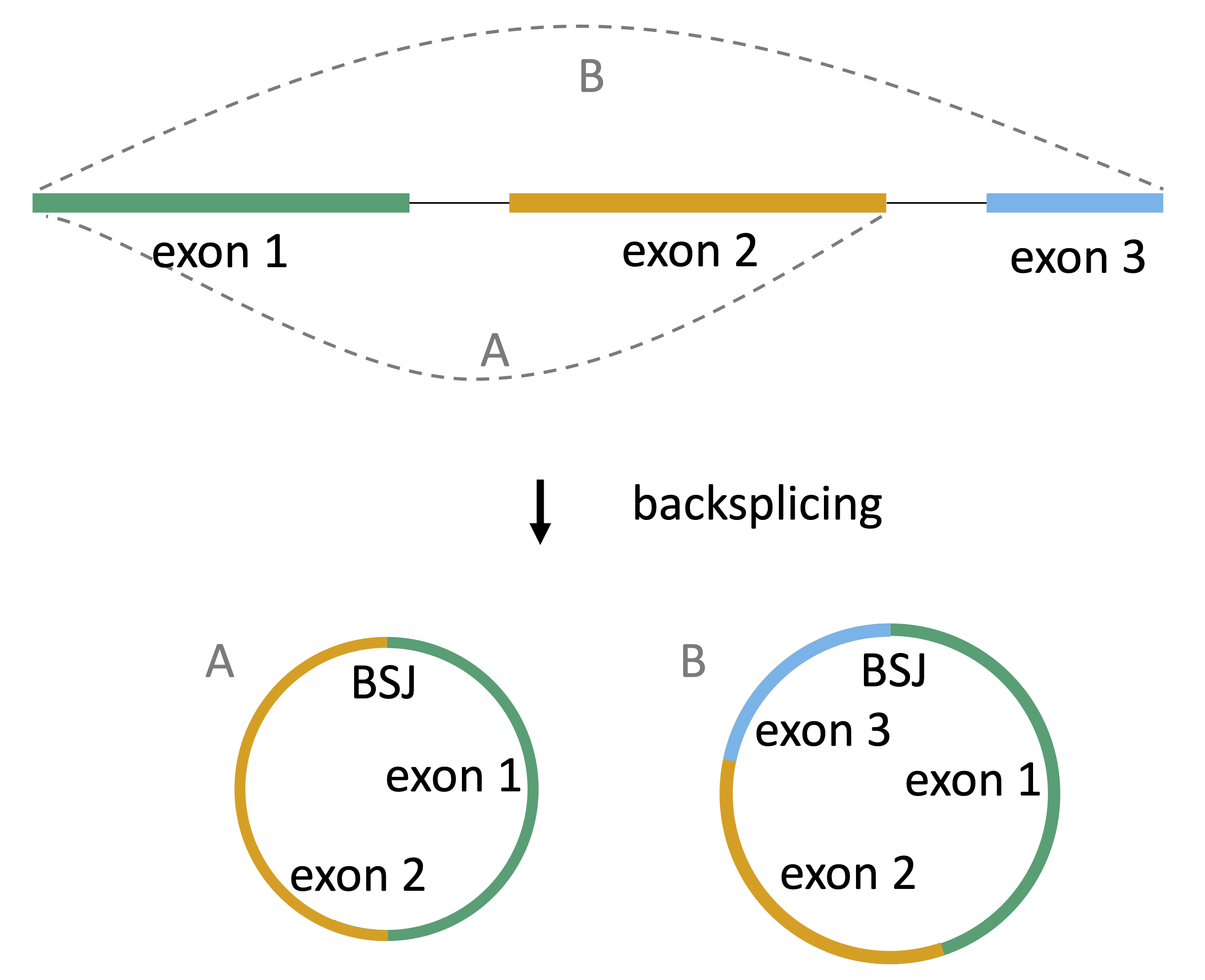 circRNA | OncoRNALab